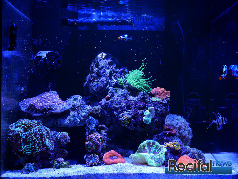 Rampe LED Red Sea ReefLED : tuto initialisation Reefbeat - Récifal News