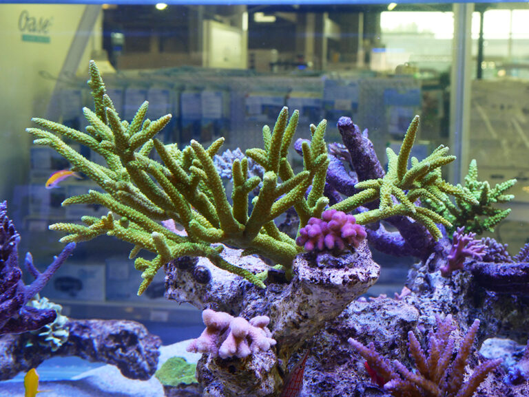 Poisson d'or : aquarium récifal 2000 litres, présentation - Récifal News