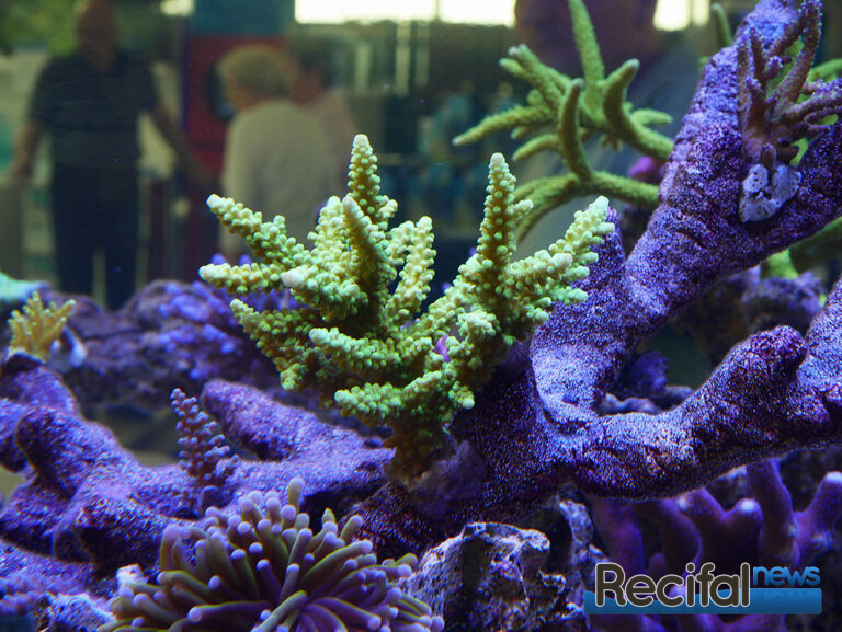 Poisson d'or : aquarium récifal 2000 litres, présentation - Récifal News