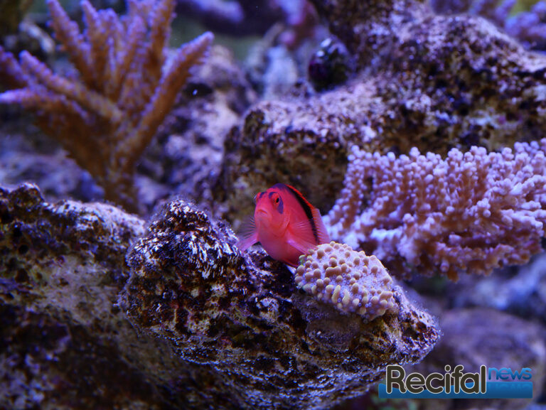 Poisson d'or : aquarium récifal 2000 litres, présentation - Récifal News