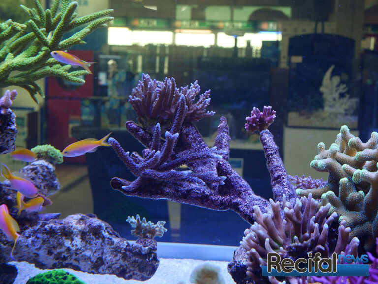 Poisson d'or : aquarium récifal 2000 litres, présentation - Récifal News