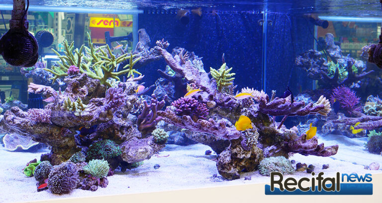 Poisson d'or : aquarium récifal 2000 litres, présentation - Récifal News