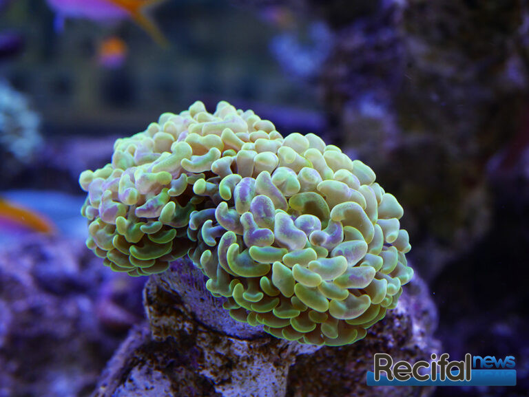 Poisson d'or : aquarium récifal 2000 litres, présentation - Récifal News
