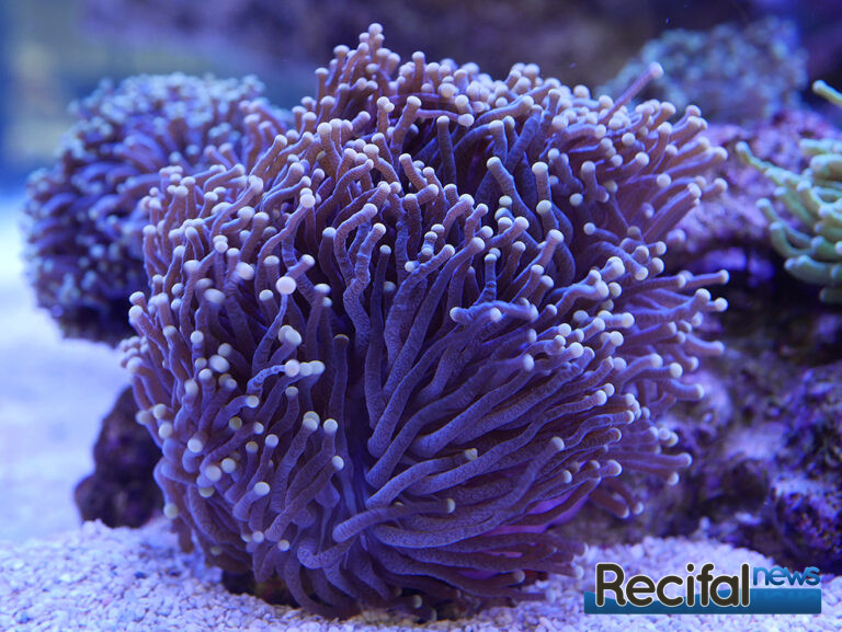 Poisson d'or : aquarium récifal 2000 litres, présentation - Récifal News