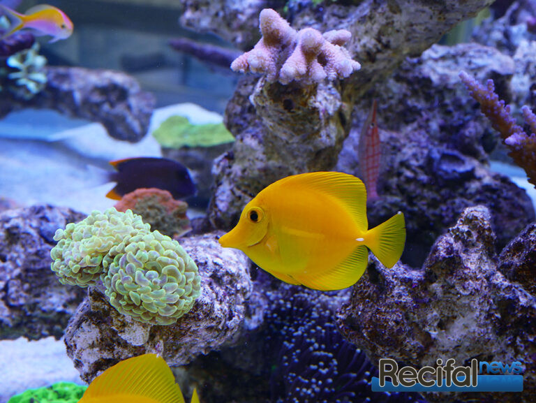 Poisson d'or : aquarium récifal 2000 litres, présentation - Récifal News