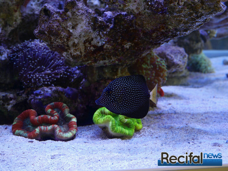 Poisson d'or : aquarium récifal 2000 litres, présentation - Récifal News
