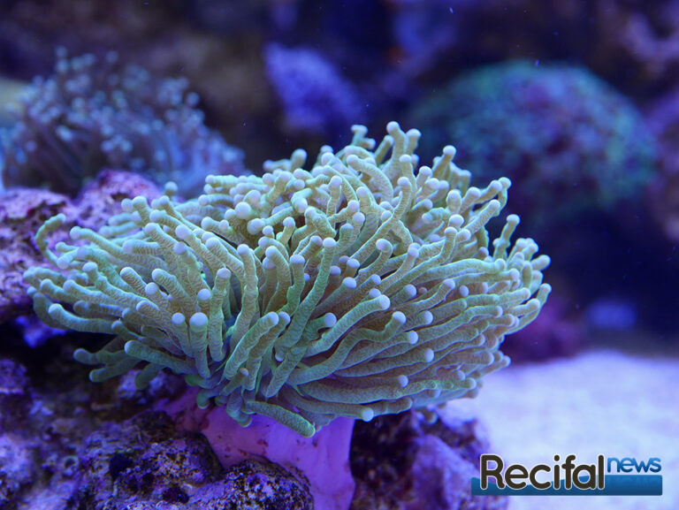 Poisson d'or : aquarium récifal 2000 litres, présentation - Récifal News