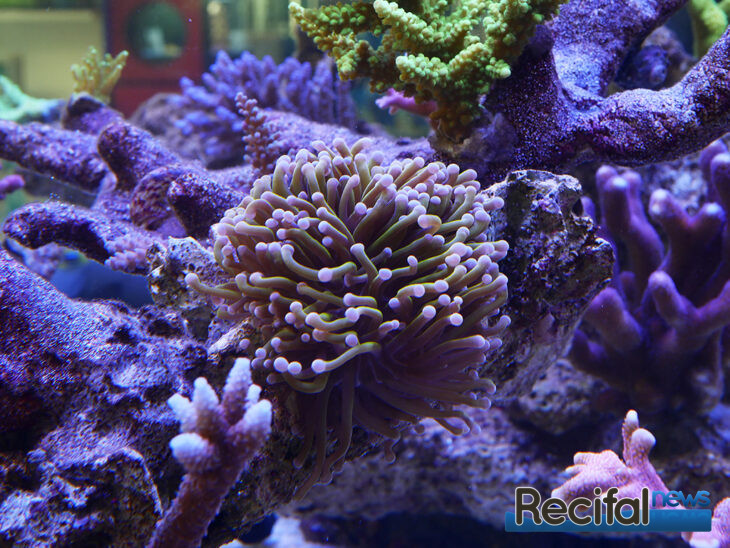 Poisson d'or : aquarium récifal 2000 litres, présentation - Récifal News