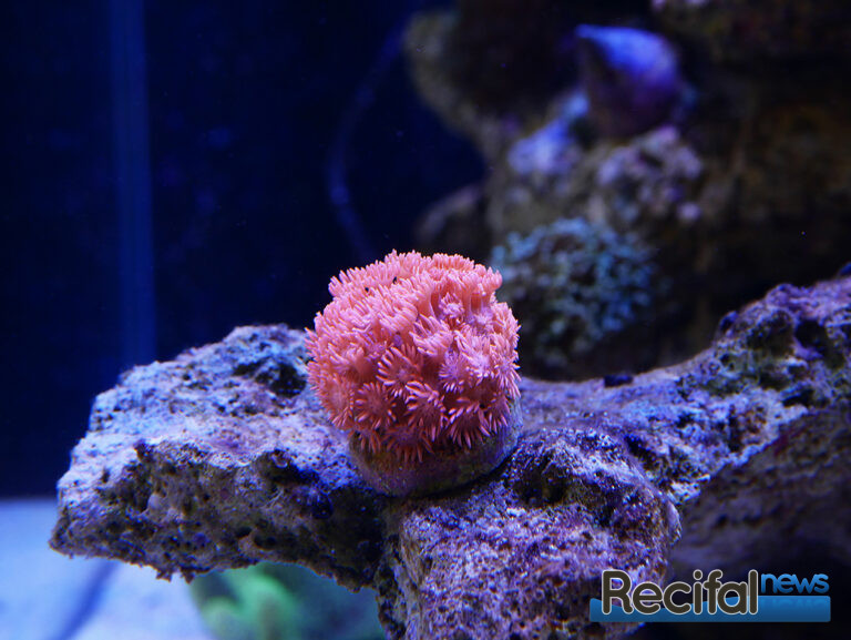 Poisson d’or : aquarium récifal 2000 litres, présentation | Récifal News