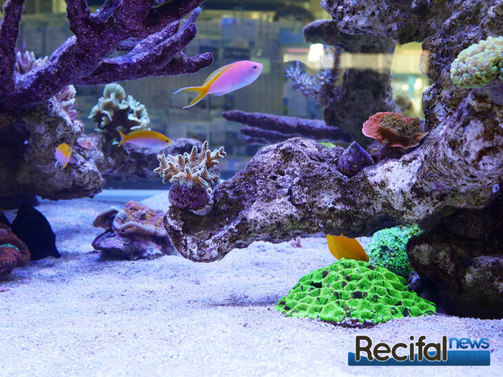 Poisson d’or : aquarium récifal 2000 litres, présentation | Récifal News