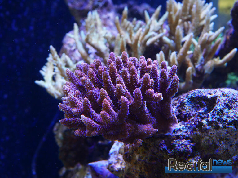 Poisson d’or : aquarium récifal 2000 litres, présentation | Récifal News