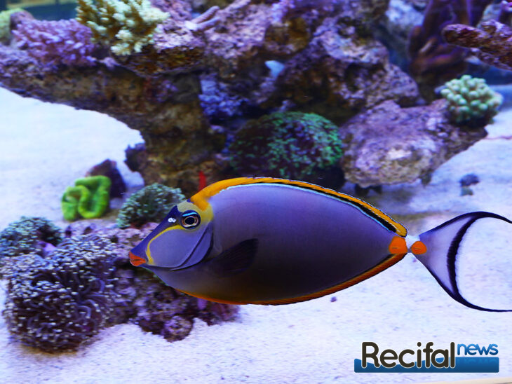 Poisson d'or : aquarium récifal 2000 litres, présentation - Récifal News