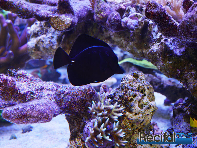 Poisson d'or : aquarium récifal 2000 litres, présentation - Récifal News