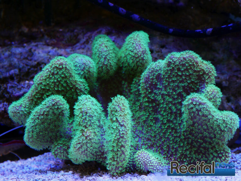 Poisson d’or : aquarium récifal 2000 litres, présentation | Récifal News