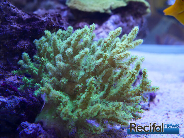 Poisson d'or : aquarium récifal 2000 litres, présentation - Récifal News