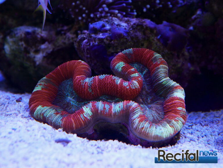Poisson d'or : aquarium récifal 2000 litres, présentation - Récifal News