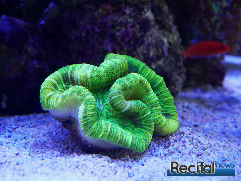 Poisson d'or : aquarium récifal 2000 litres, présentation - Récifal News