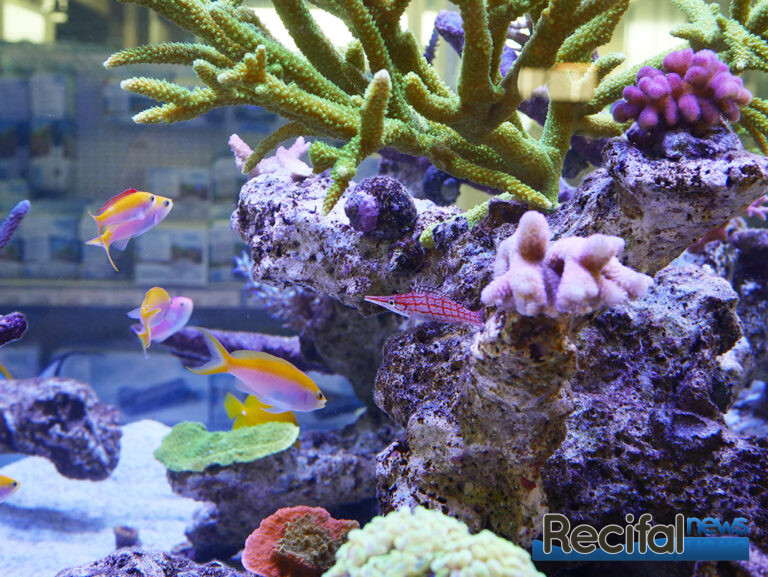 Poisson d'or : aquarium récifal 2000 litres, présentation - Récifal News