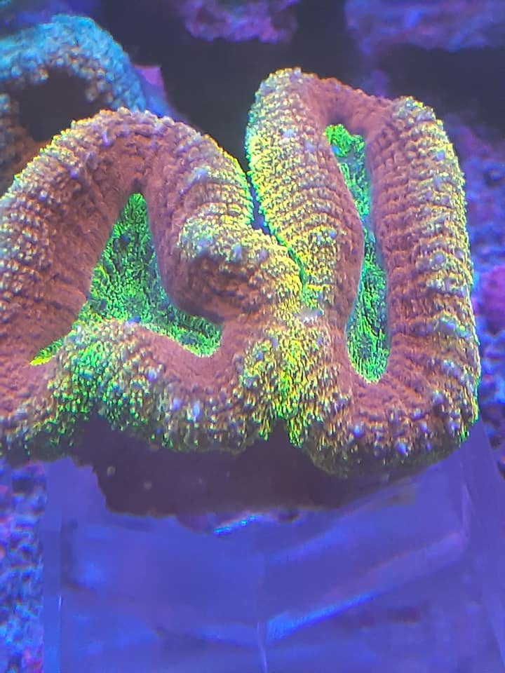 Urban reef : promo et nouveautés 02&03 novembre - Récifal News