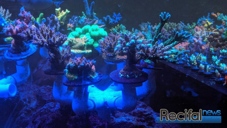 Le mythe de l'aquarium de pierres vivantes - Récifal News