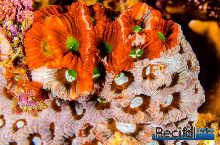 Favites pentagona, un damier de toutes les couleurs - Récifal News