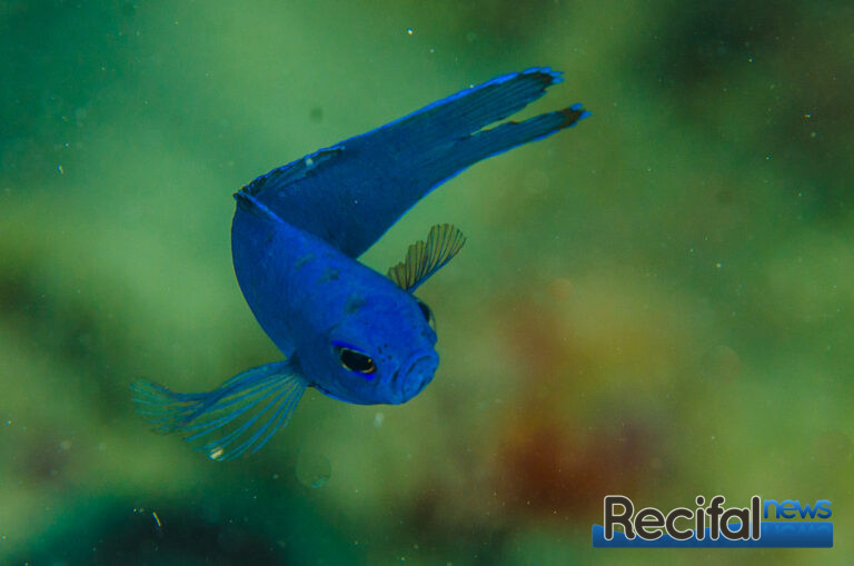 Assessor macneilli le poisson recifal Australien - Récifal News