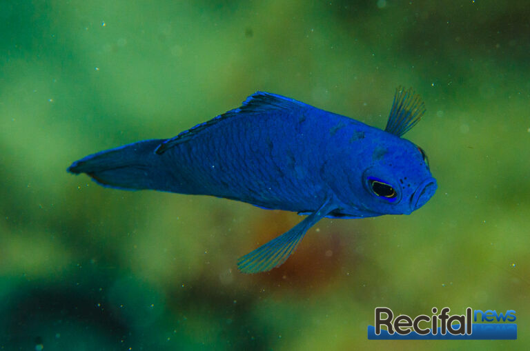 Assessor macneilli le poisson recifal Australien - Récifal News