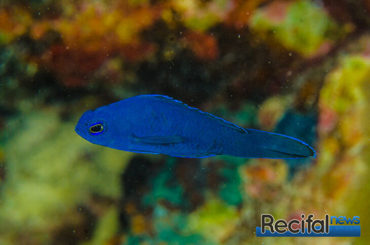 Assessor macneilli le poisson recifal Australien - Récifal News