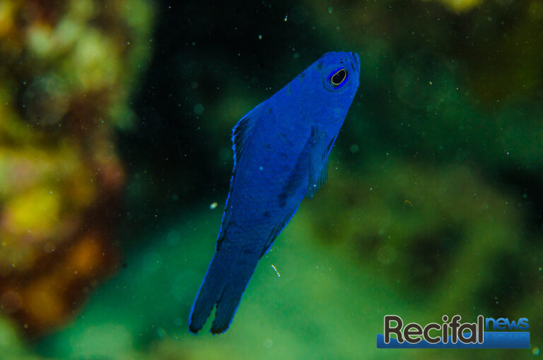 Assessor macneilli le poisson recifal Australien - Récifal News