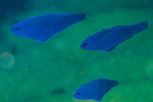 Assessor macneilli le poisson recifal Australien - Récifal News