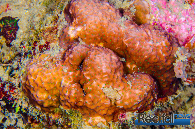 Psammocora profundacella, un corail mosaic unique - Récifal News