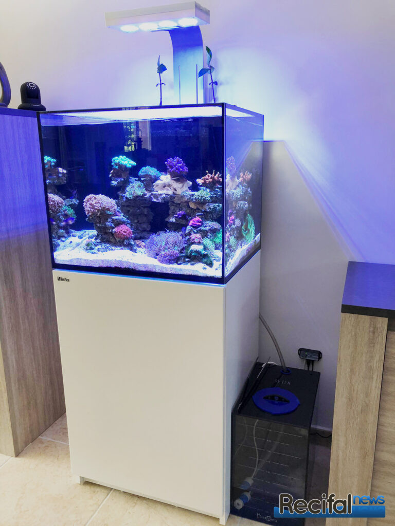 Vlog #3 Geoffrey - Red Sea Reefer 170 deluxe : le vivant - Récifal News