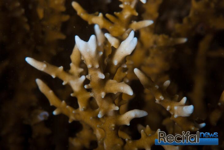 Anacropora, un SPS qui devient populaire - Récifal News