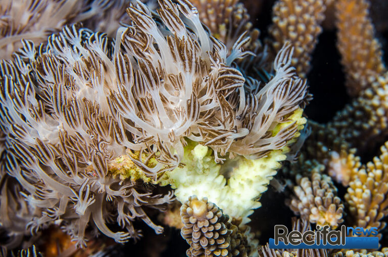 Xenia sp, l'étouffeur de récifs - Récifal News