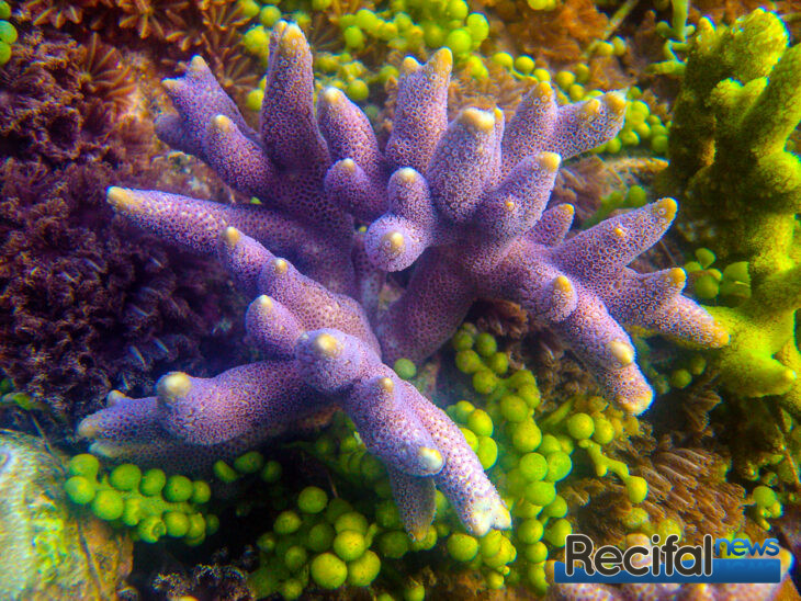 Montipora digitata : la 'mauvaise herbe' récifale - Récifal News