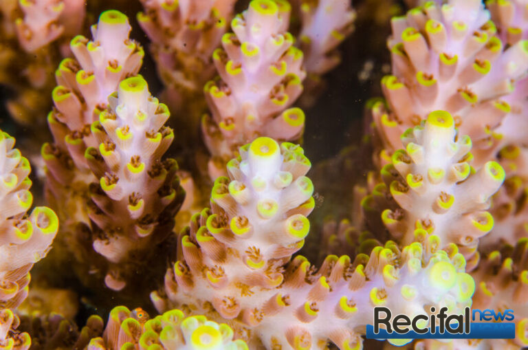 La limonade rose d'Acropora microclados - Récifal News
