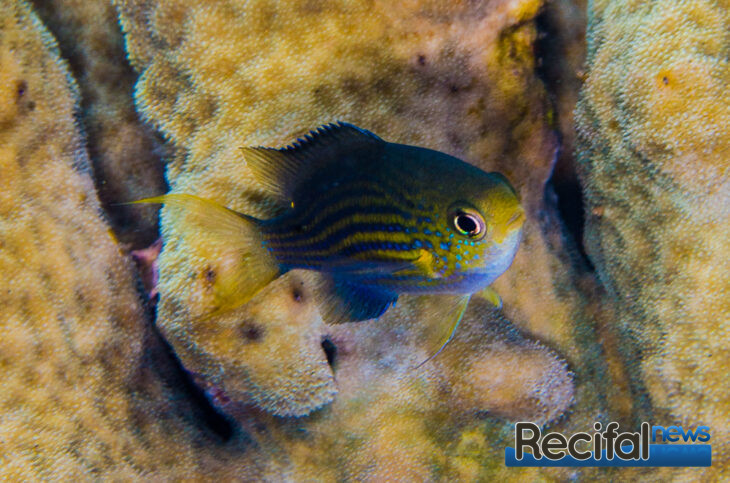 Chromis lineata, un petit poisson parfait pour le récifal - Récifal News