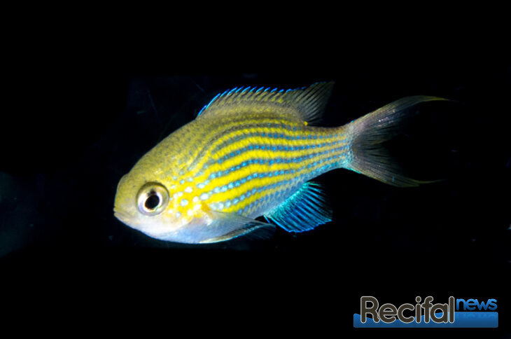 Chromis lineata, un petit poisson parfait pour le récifal - Récifal News