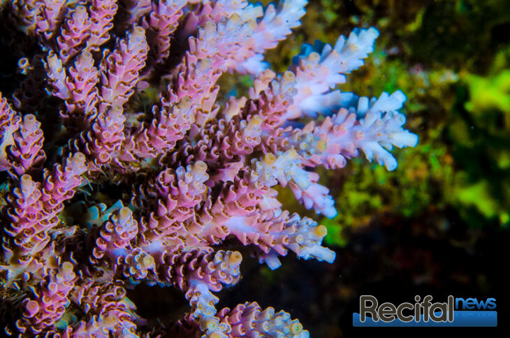 L'Acropora selago rainbow est d'une autre planète - Récifal News