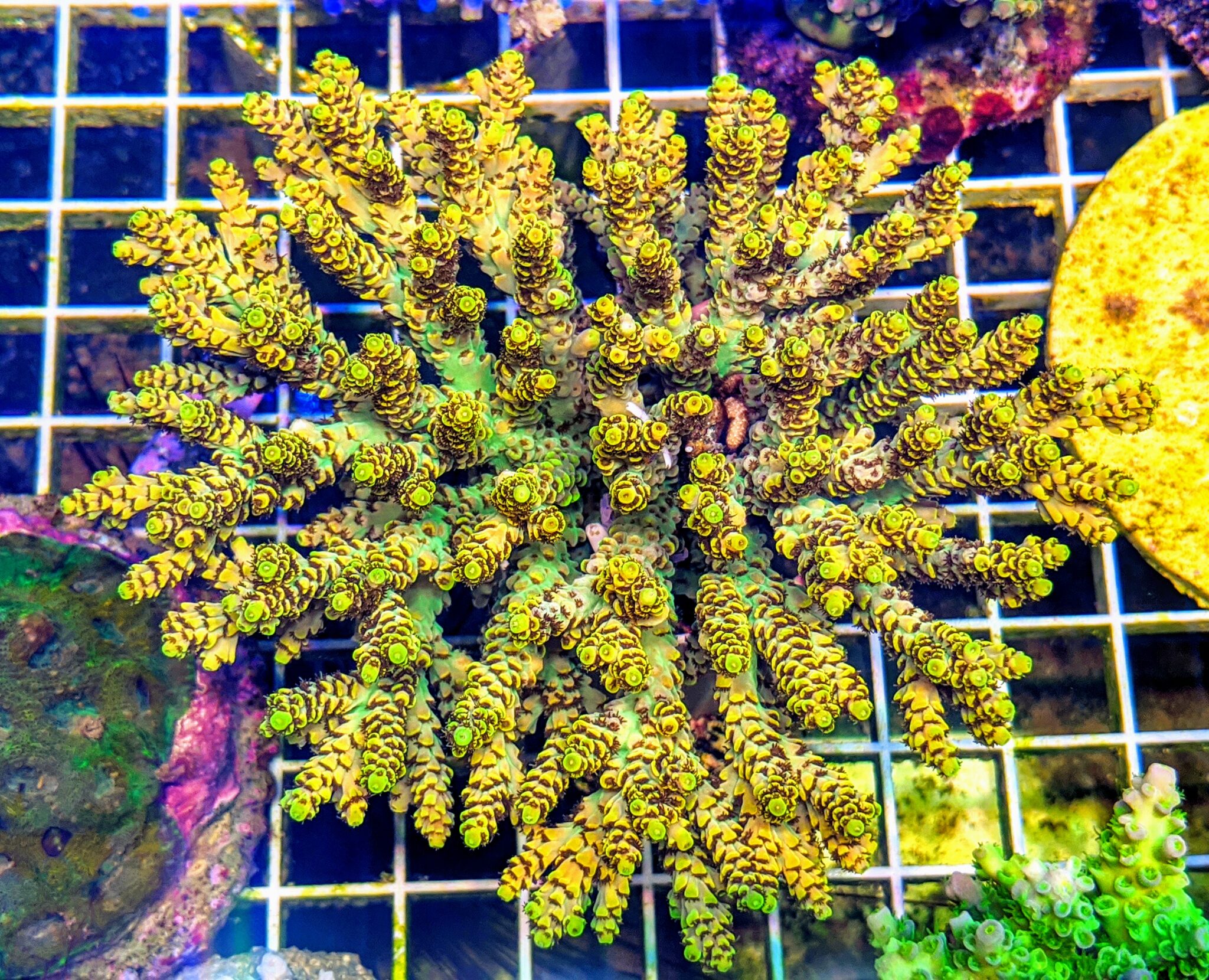 L'Acropora selago rainbow est d'une autre planète - Récifal News