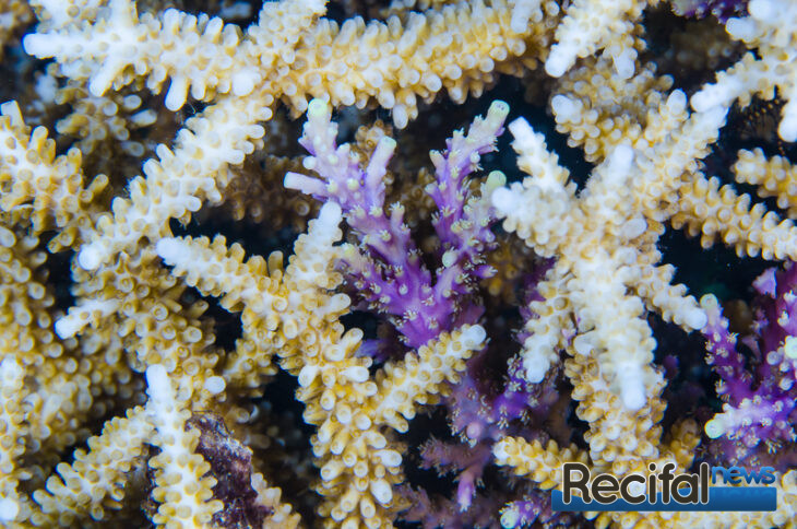 Acropora horrida, l'Acro rose des eaux troubles! - Récifal News