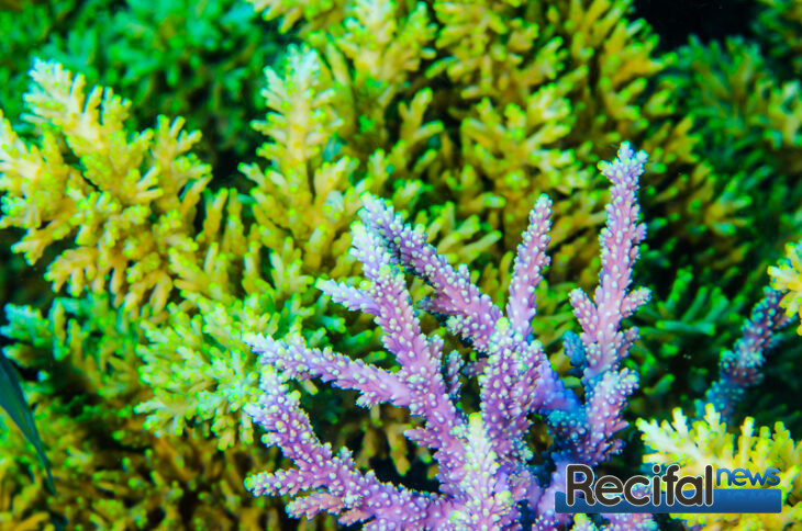 Acropora horrida, l'Acro rose des eaux troubles! - Récifal News