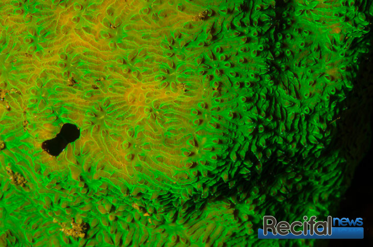 Cycloseris explanulata, coloré et discret - Récifal News