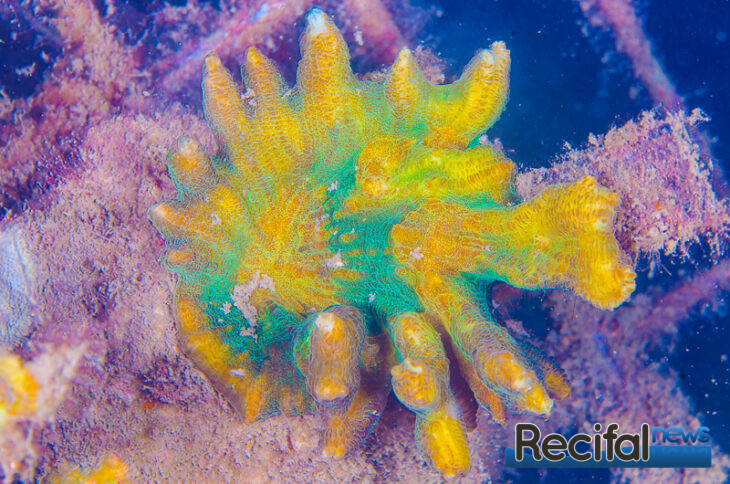 Pectinia paeonia, un corail cryptique - Récifal News