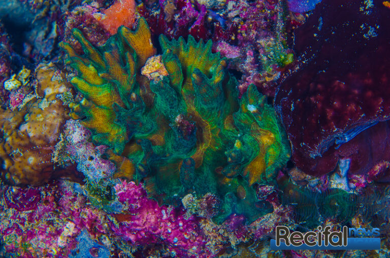Pectinia paeonia, un corail cryptique - Récifal News