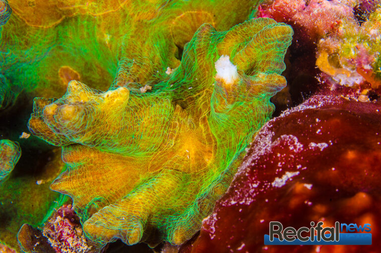 Pectinia paeonia, un corail cryptique - Récifal News