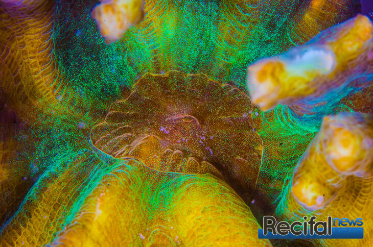 Pectinia paeonia, un corail cryptique - Récifal News