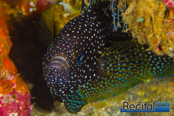 Calloplesiops altivelis, Une comète dans l'aquarium - Récifal News