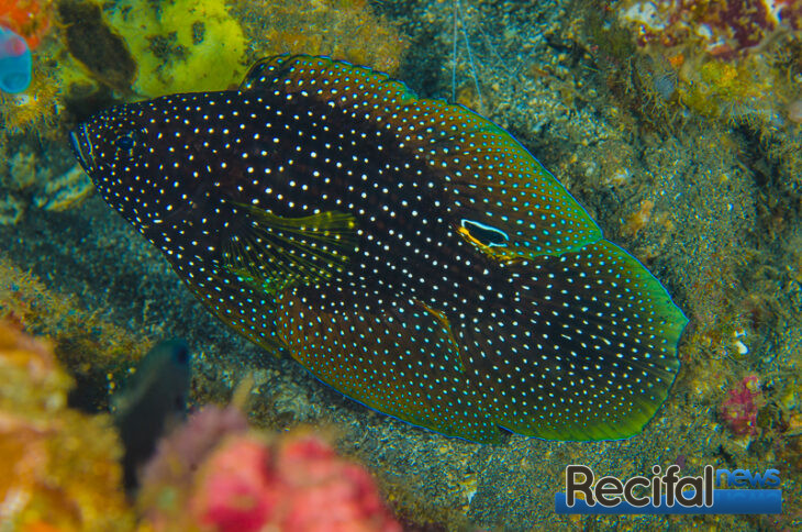 Calloplesiops altivelis, Une comète dans l'aquarium - Récifal News