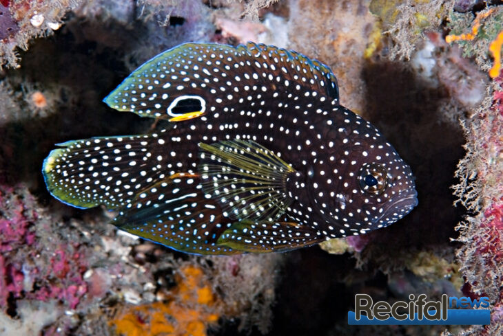 Calloplesiops altivelis, Une comète dans l'aquarium - Récifal News